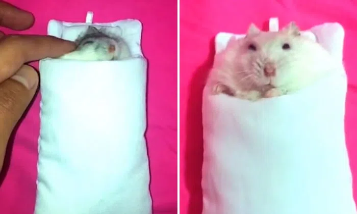The most adorable thing happens after hamster 'hijacks' owner's new ...