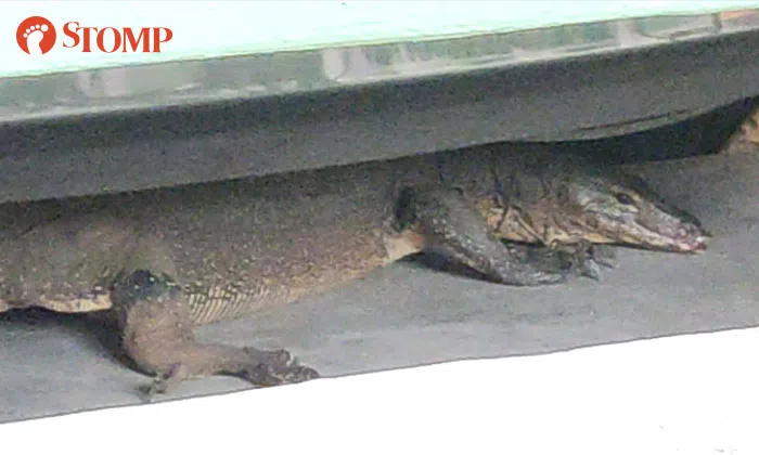 Monitor lizard seeks shelter under car at Choa Chu Kang multi-storey ...