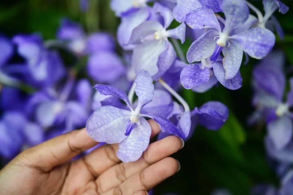 Is the Blue Vanda blue or purple - what do you see? | STOMP