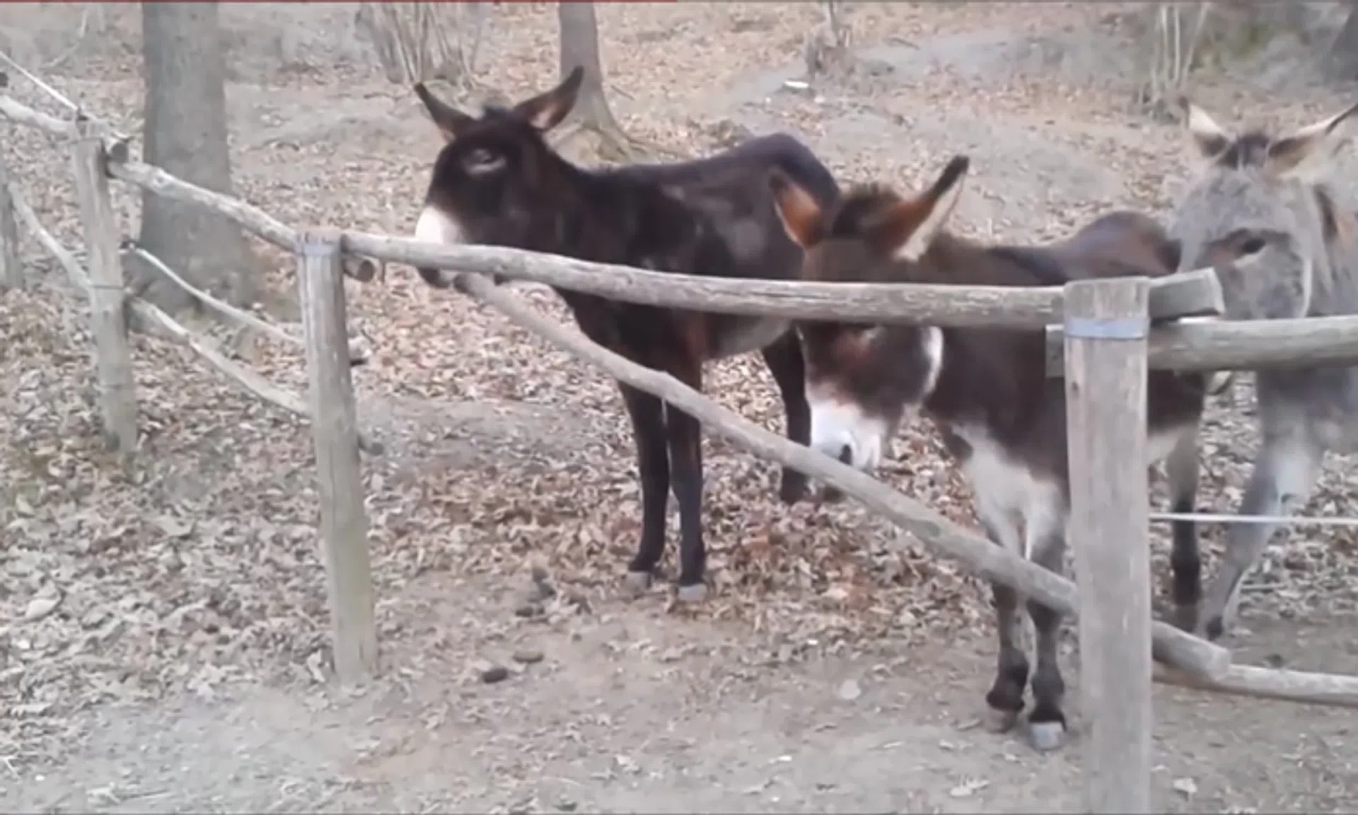 Polite donkey helps friends escape through a..., Latest News - STOMP