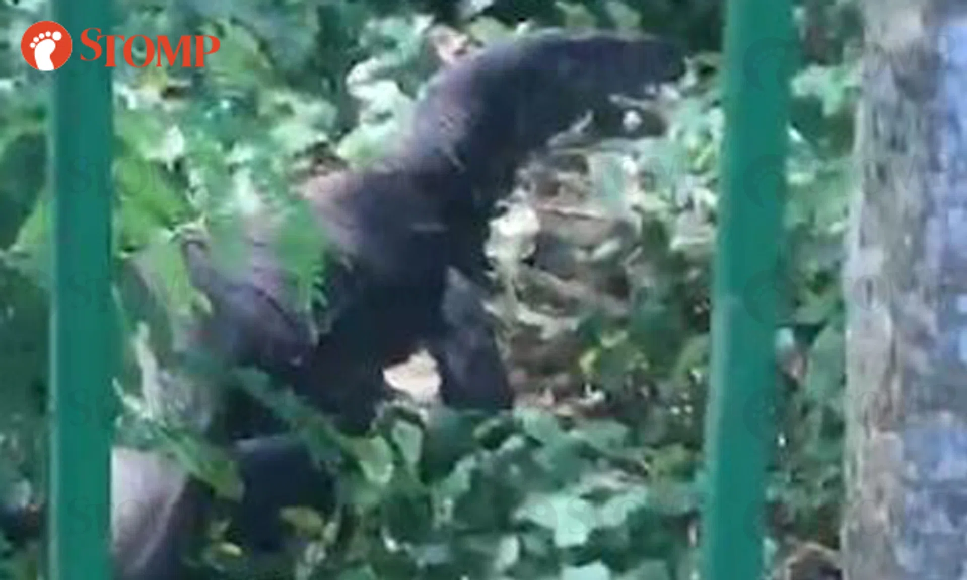 Gigantic monitor lizard greets passers-by at..., Latest News - STOMP