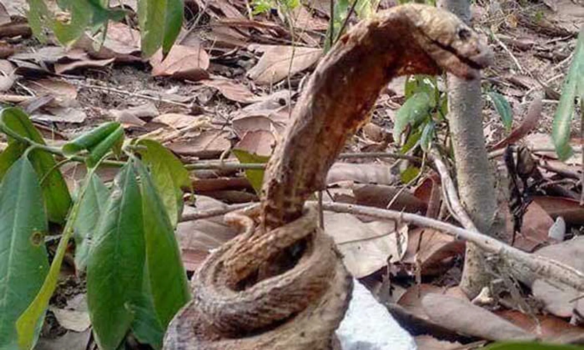 For real or hoax? Video of curled up carcass resembling a snake goes ...