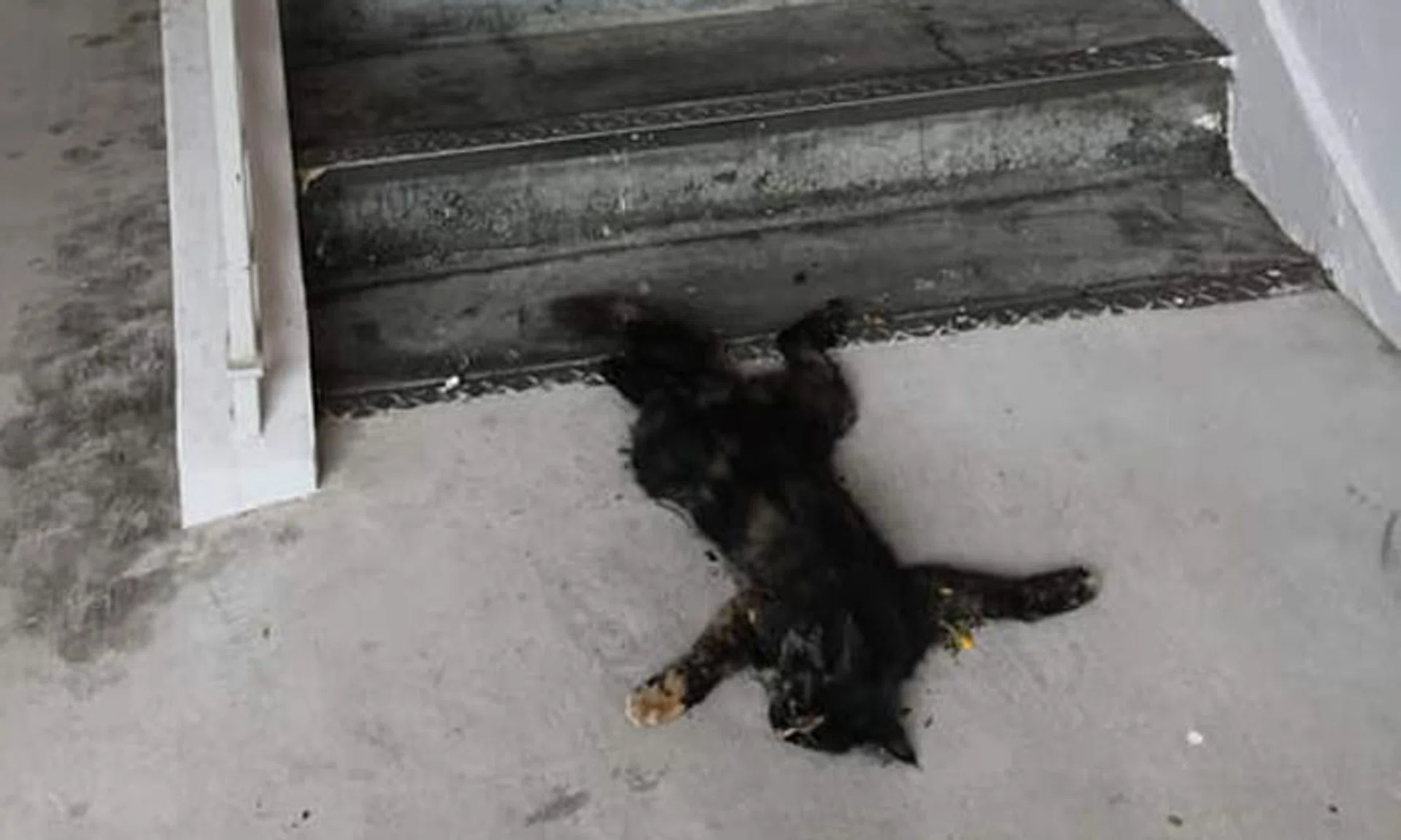 AVS investigating cat death at Yishun | STOMP