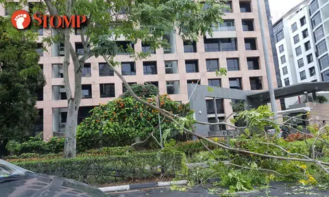 Fallen tree branch at Havelock Rd causes traffic jam | STOMP