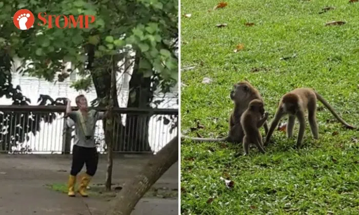 Acres says animal hostility not condoned after cleaner hits monkeys ...