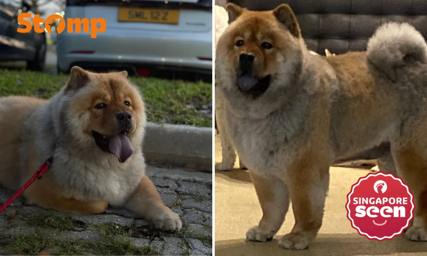 Stomper offering $5,000 reward for safe return of lost dog last seen ...