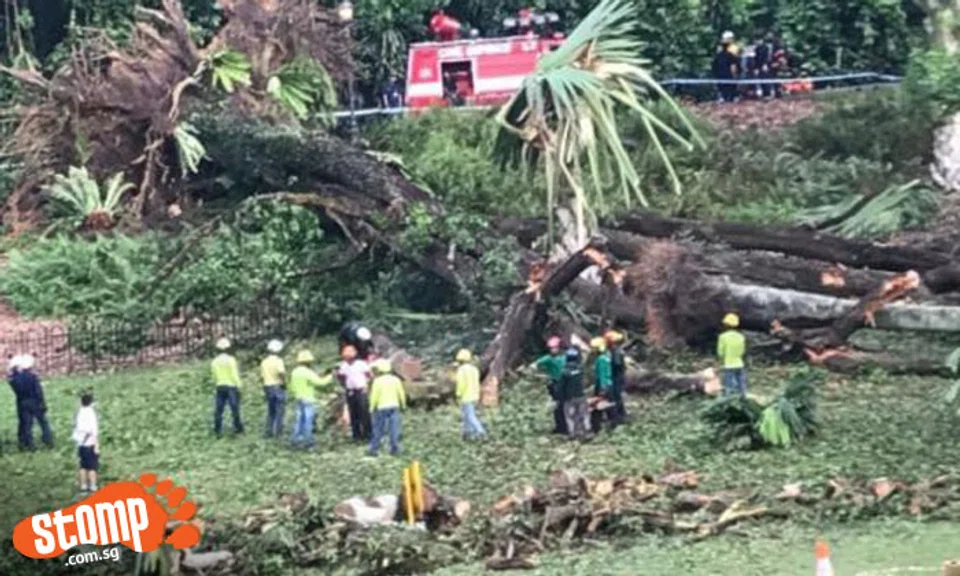 Singaporean hurt in Botanic Gardens tree incident dislocated shoulder ...