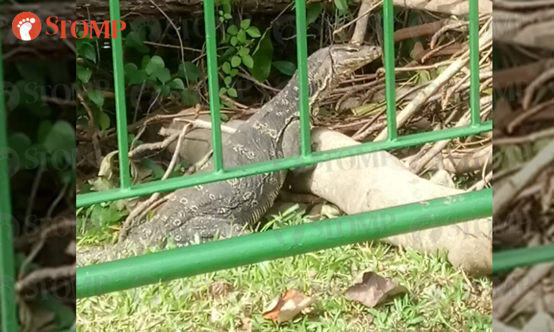 Monitor lizard over 1-metre long passes off as tree trunk at Punggol ...