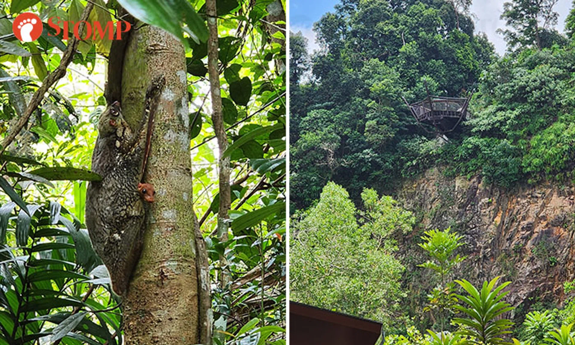 Stomper catches rare glimpse of sunda colugo and baby at Rifle Range ...