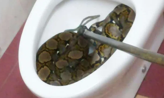 Klang woman gets shock of her life after finding huge python in toilet ...