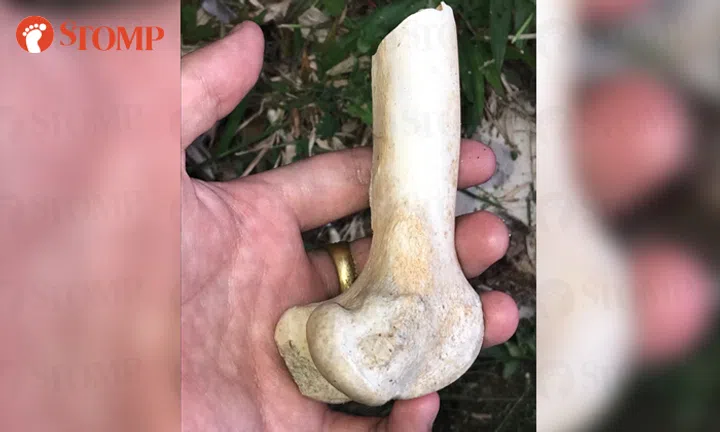 Lau Lup finds huge bone near Hougang Block 577: Is it an animal bone ...