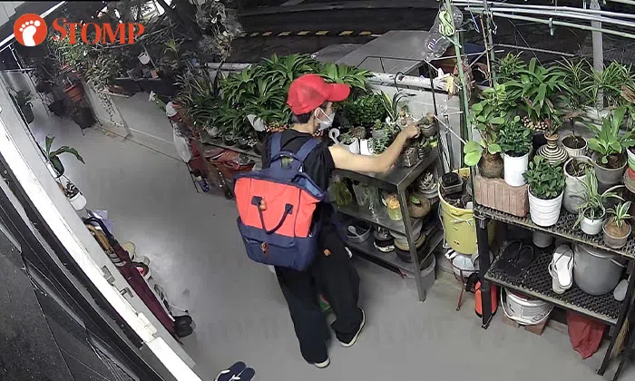 Woman spends 13 minutes taking plant items from outside Ang Mo Kio ...