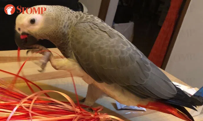 Woman offering $500 reward for safe return of lost baby parrot last ...