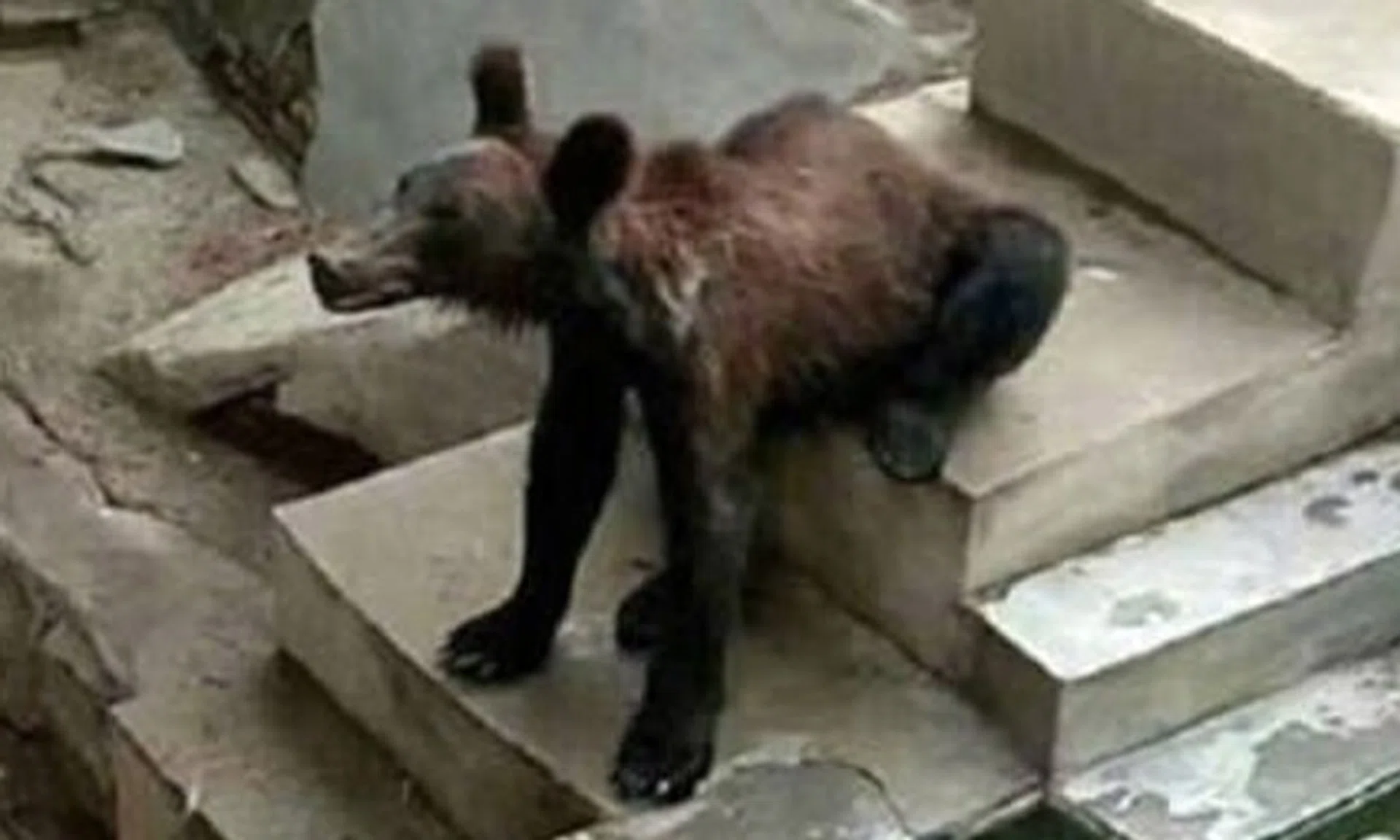 Photos of skinny and haggard bear in China zoo sparks outrage online ...