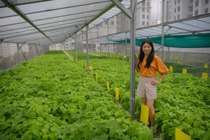 Plastic sheets blown off Sembawang rooftop vegetable farm not properly ...