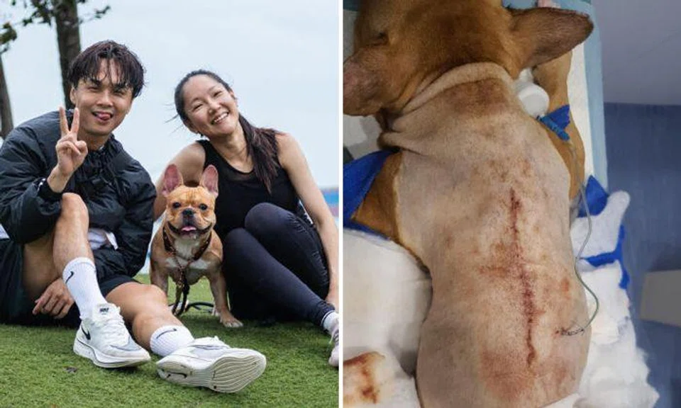 Pet dog dies even after couple spend $60k in vet bills and sell HDB ...