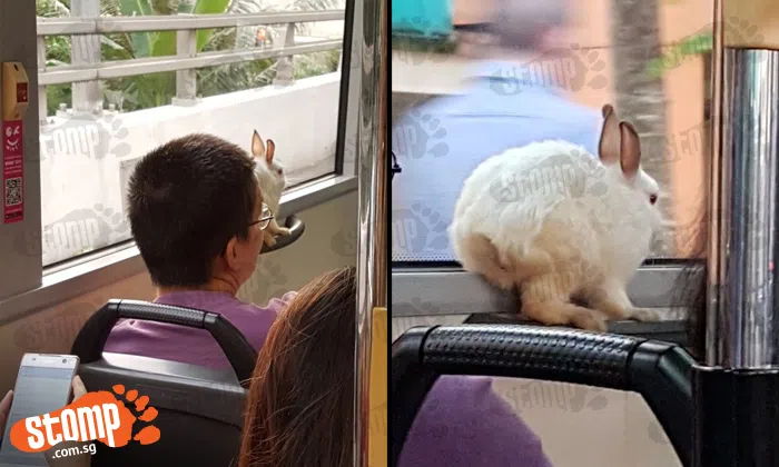 Nothing unusual here... just a rabbit hitching a ride on bus 61 | STOMP