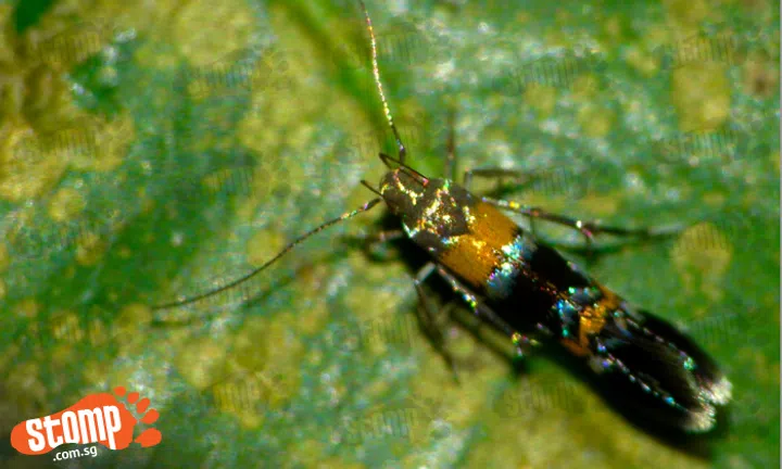 Watch how strange moth at MacRitchie Reservoir dances in circles non ...