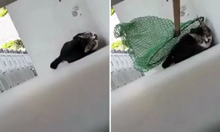 Watch this heart-stopping video of man rescuing cat stranded 21 floors ...