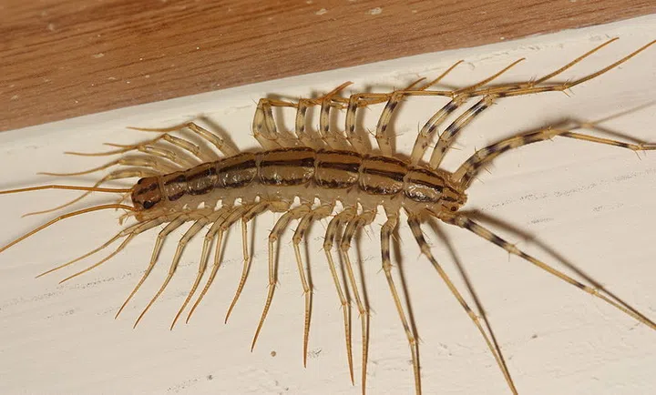 Creature with spindly long legs meets tragic end in Bukit Batok | STOMP
