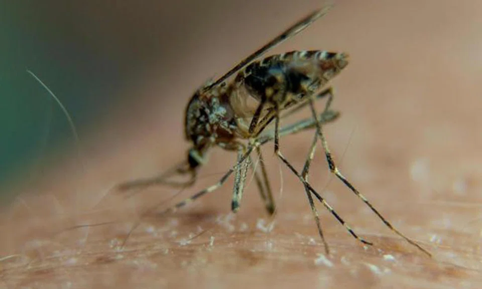 Singapore hit by first case of locally transmitted Zika virus infection ...