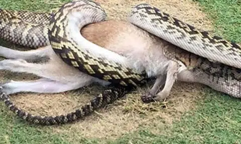 Crikey! Watch how massive python swallows helpless kangaroo whole | STOMP