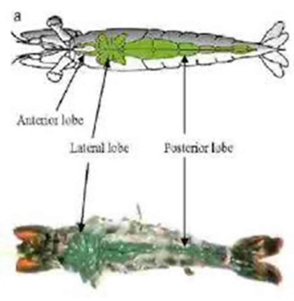 Seen this 'worm' inside your prawns? It's actually a male reproductive ...