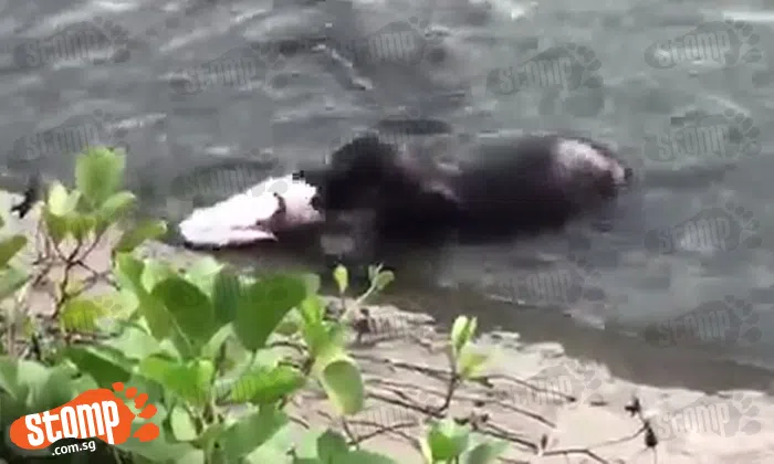 Otters feast on fish that's almost as big as them at Tampines River | STOMP
