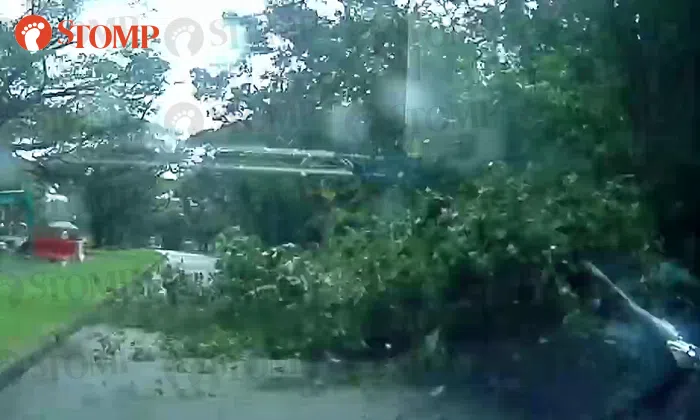 Stomper captures exact moment of tree falling on car along Yio Chu Kang ...