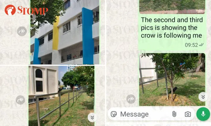 Crows terrorise family at Chai Chee: They pooped on my son, says ...
