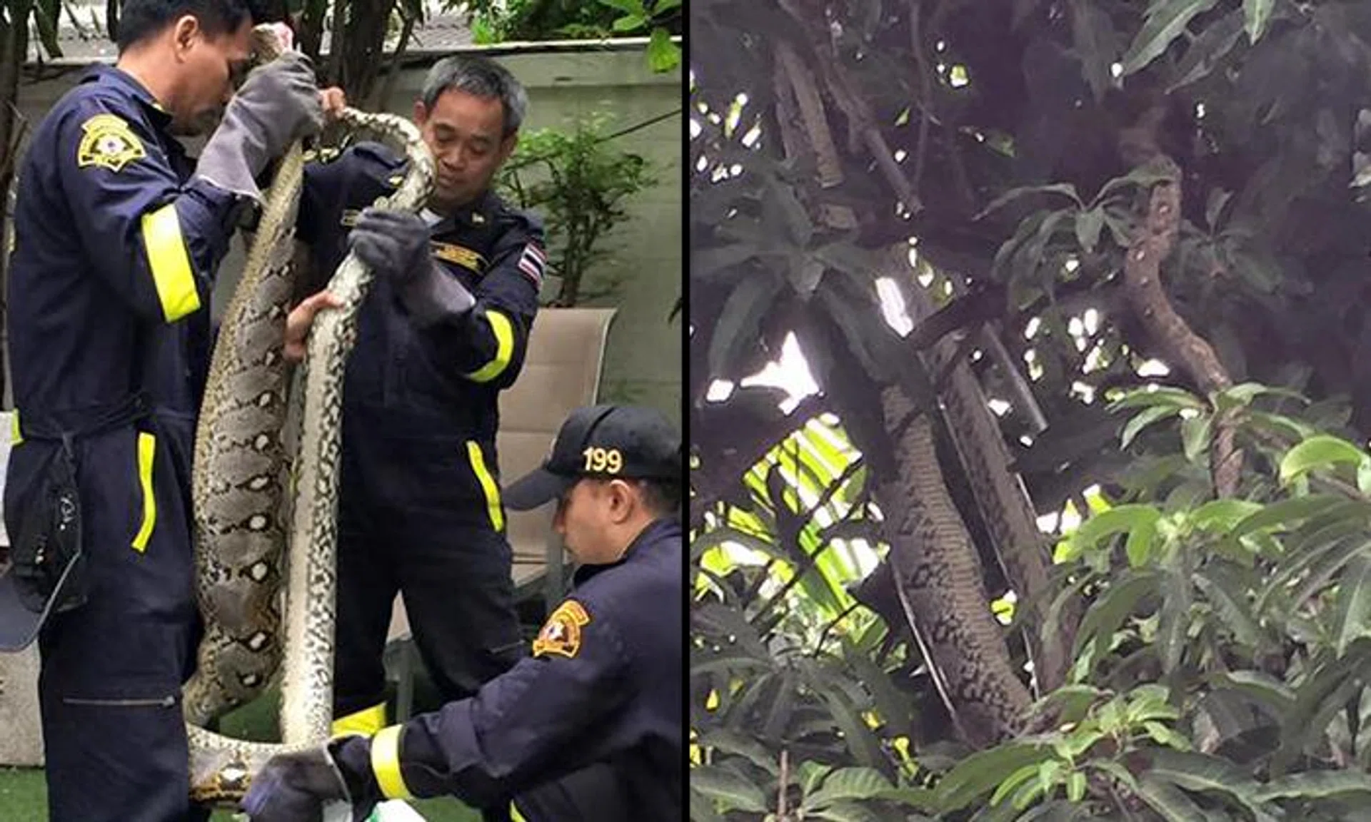 Massive 5m long python found lurking in expat family's yard in Thailand | STOMP