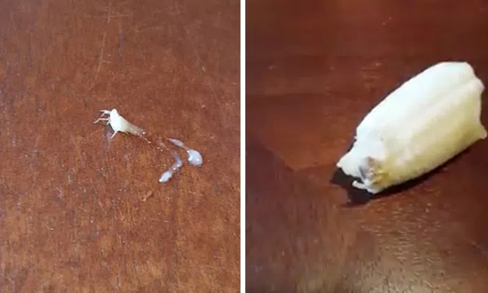 Toddler gets the shock of his life after THIS crawls out of his banana ...