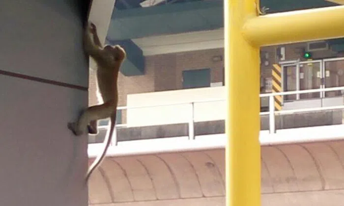 Monkey 'stranded' for an hour at Sun Plaza after scaling wall and ...