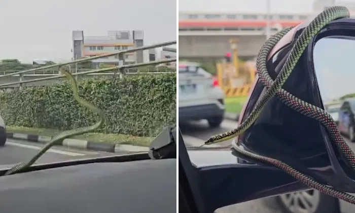 Year of the Snake comes early for S'pore family in car | STOMP