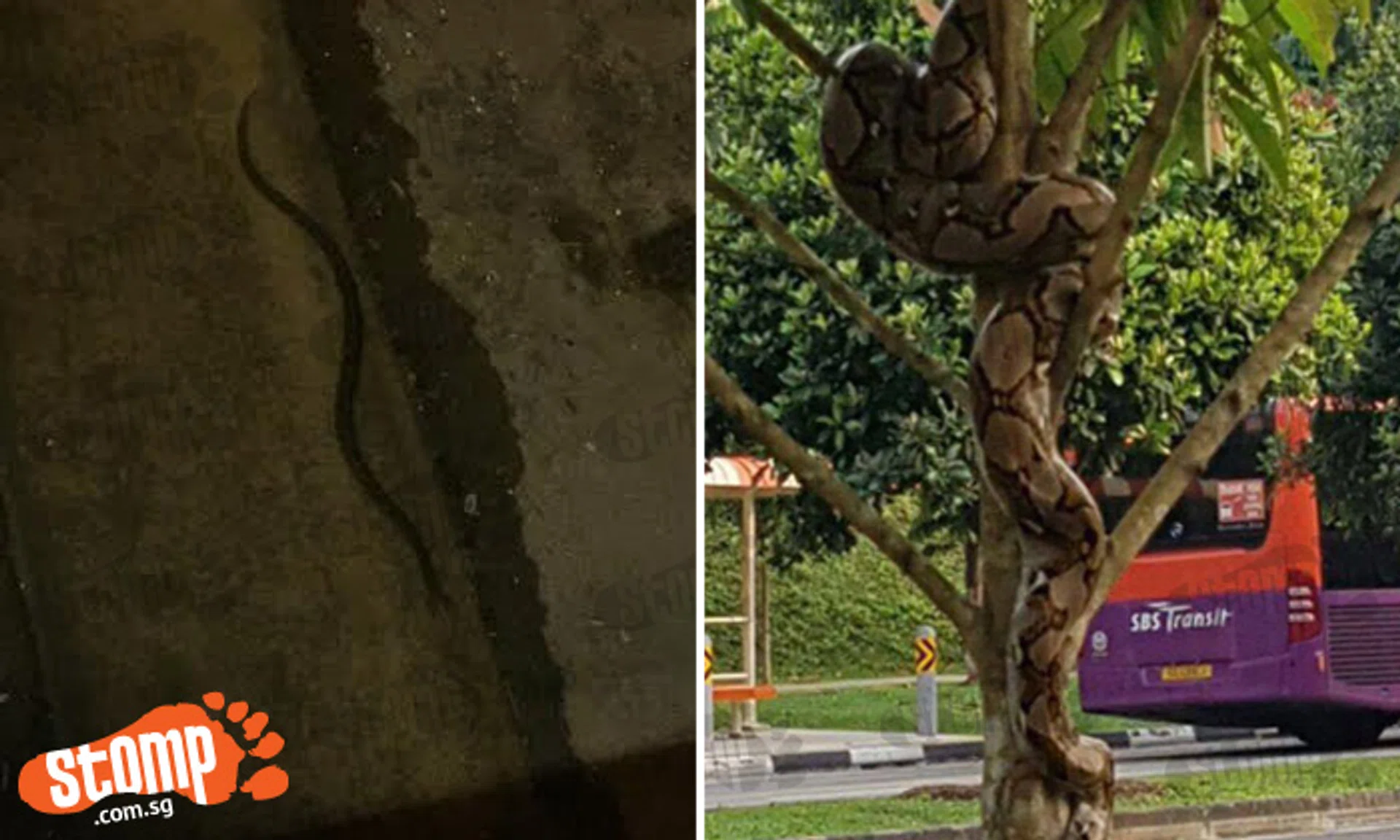 Anyone hunting for a wild Ekans around Singapore? | STOMP