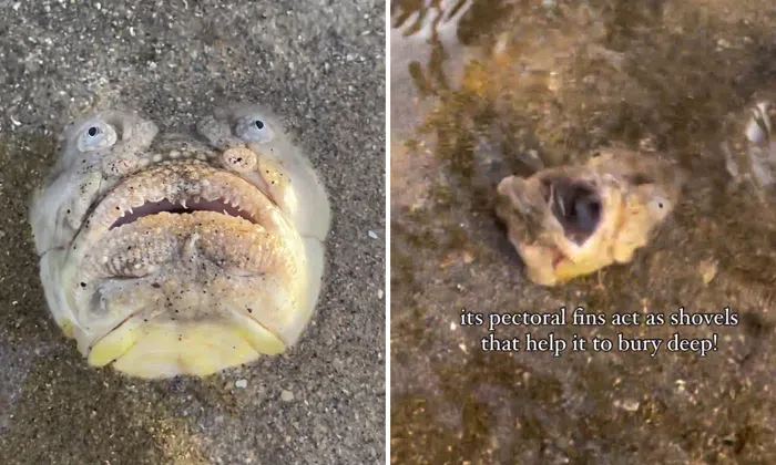 What the fish? | STOMP