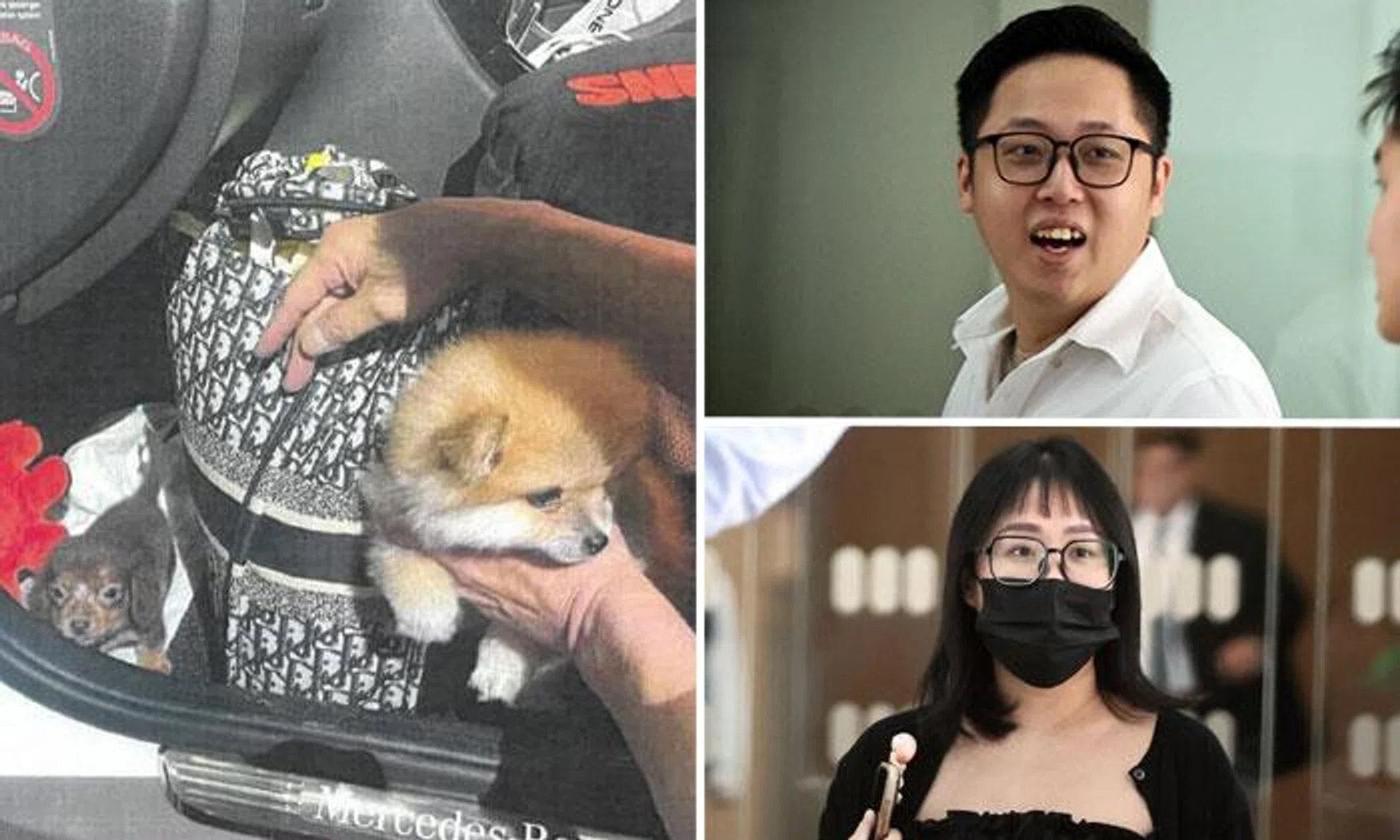 Singapore couple smuggled dogs across Causeway to make $1,000 per sale ...