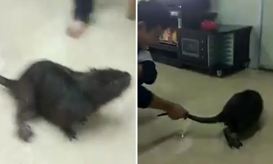 OMG! Is this the largest rat in the world? | STOMP
