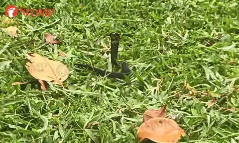 Can you spot this small cobra near Marsiling Crescent playground? | STOMP