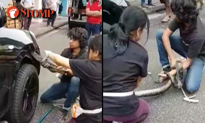 Yikes! Python found in bonnet of car parked at Desker Rd | STOMP