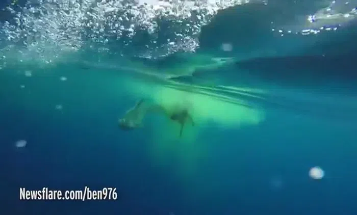 Bizarre video shows tiger shark attacking cow in the middle of Indian ...