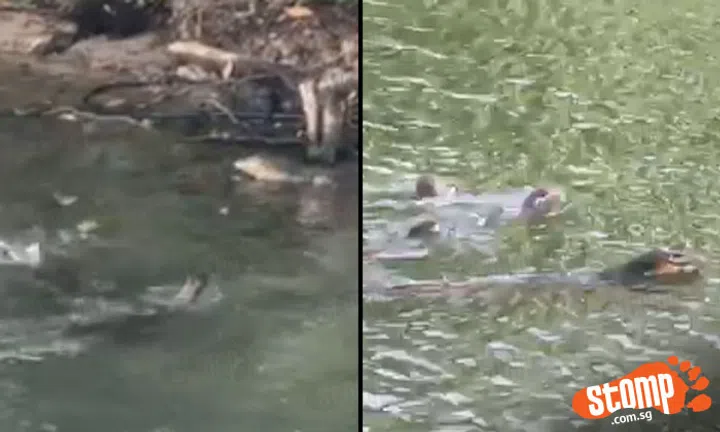 Ferocious otters chase off monitor lizard in epic battle at Punggol ...