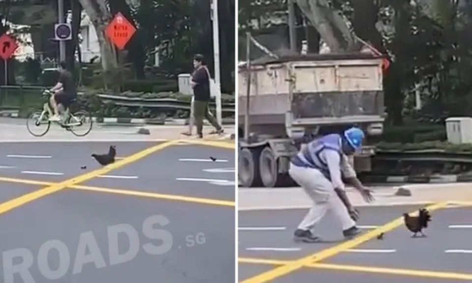 Worker lends helping 'hen' to get chickens safely across road at ...