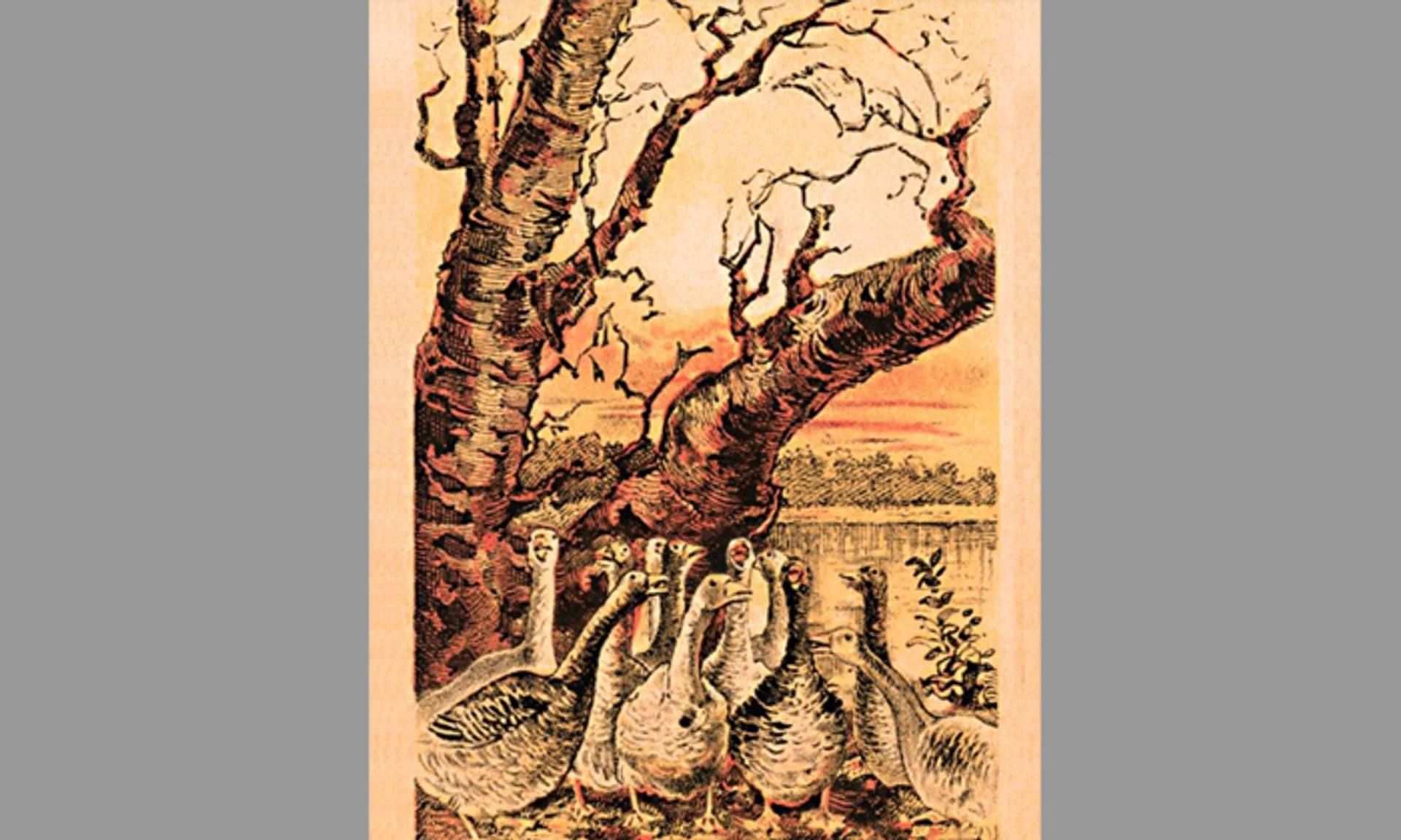 Only 1 in 8 people can spot the fox in this photo of geese | STOMP