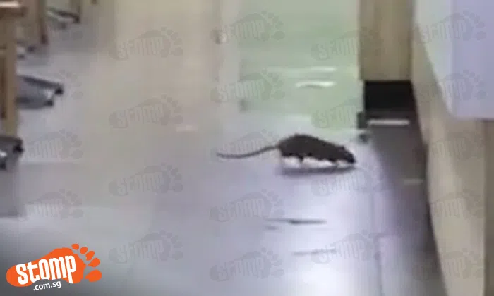 Eatery at Ang Mo Kio MRT station has hungry midnight visitor | STOMP