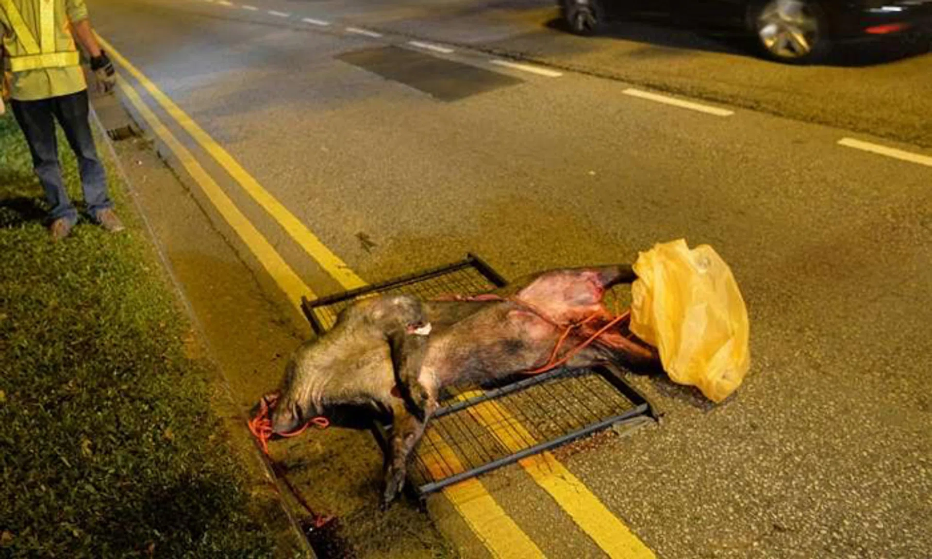 Large wild boar killed after being hit by car near Lentor Avenue ...