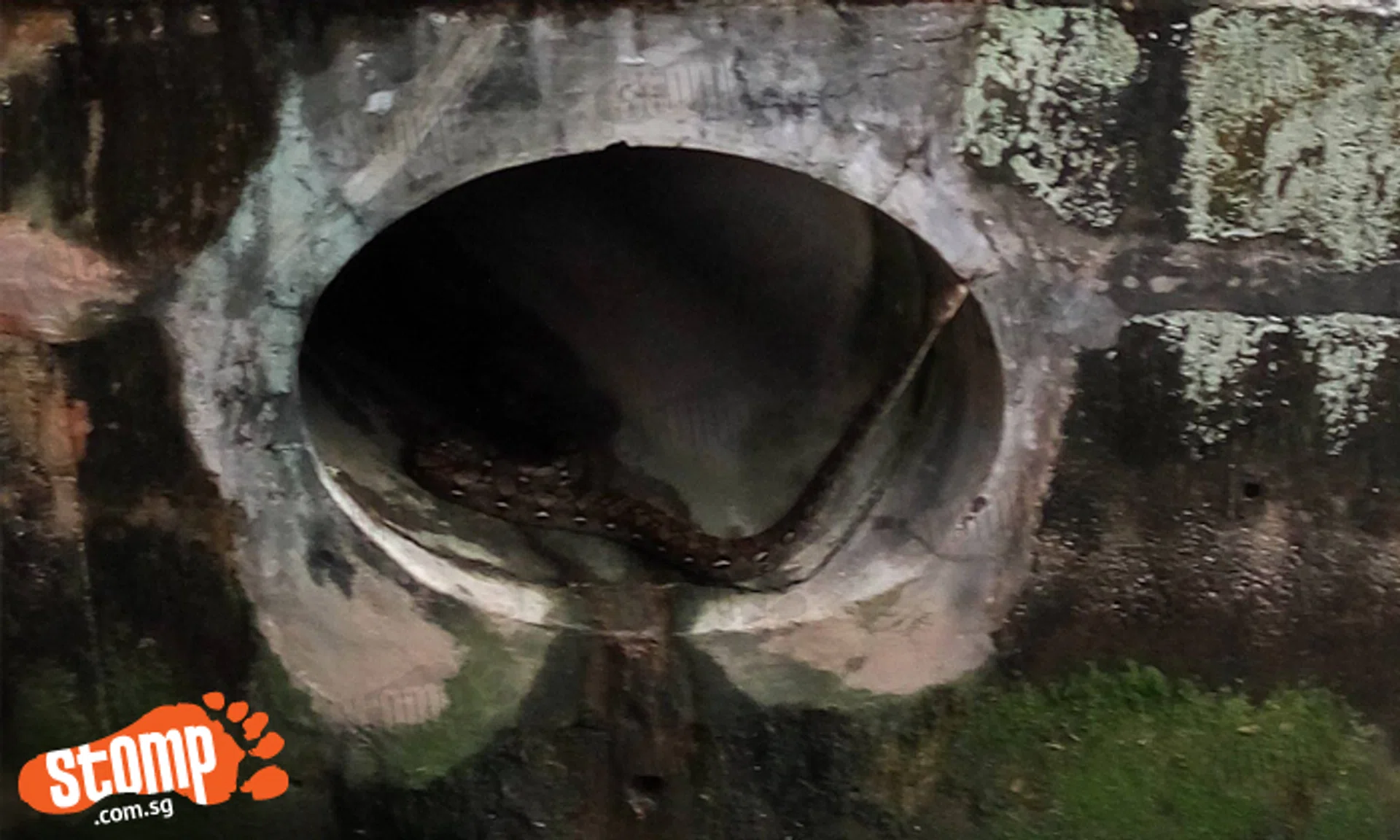 3m-long python slithers back into West Coast Drive longkang after escapade | STOMP