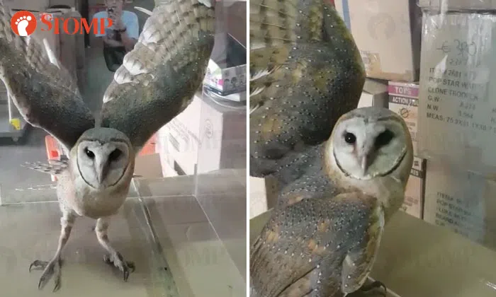 Owl stuck in Genting Lane warehouse, freed by Stomper and colleagues ...