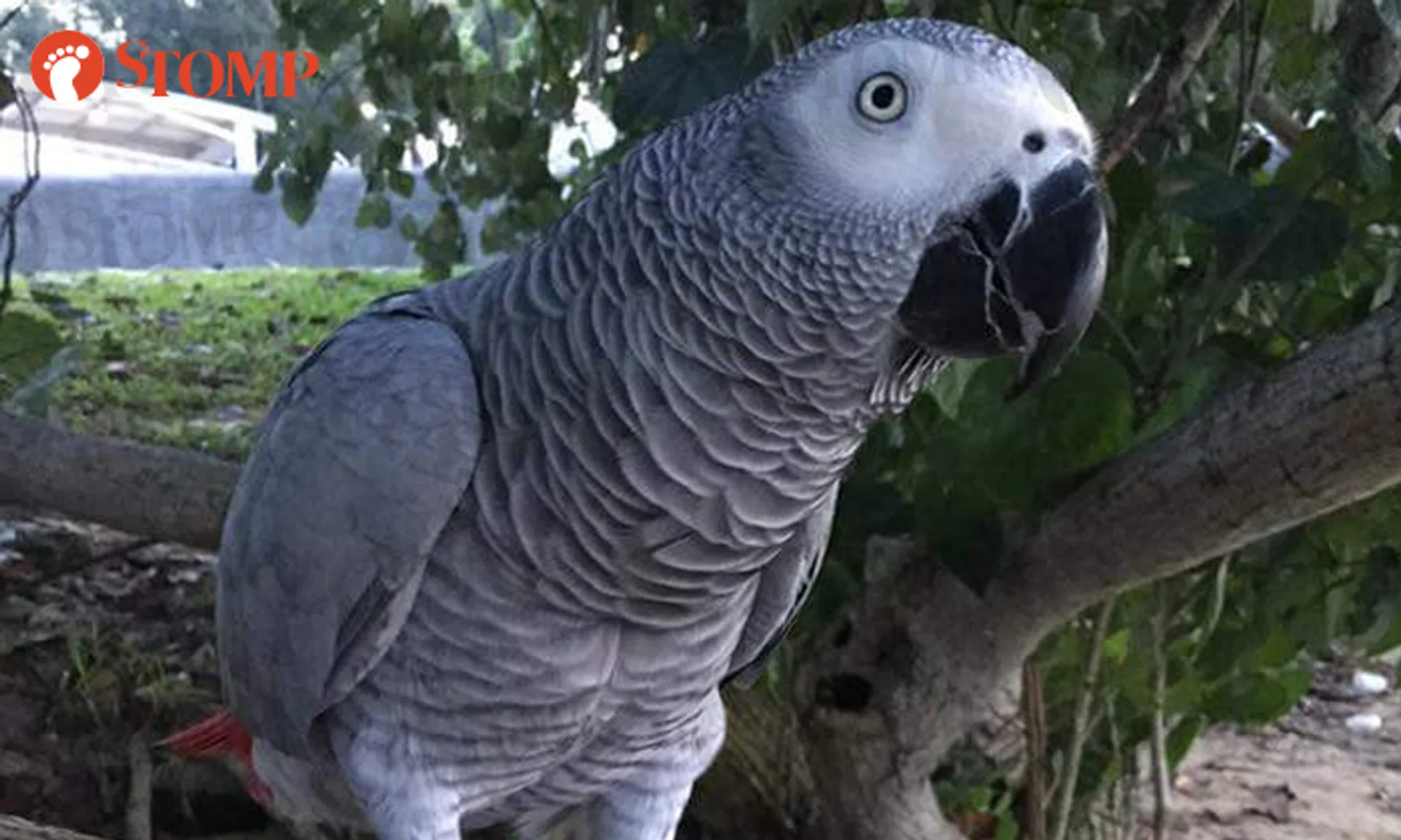 Help owner look for missing parrot that has..., Latest News - STOMP
