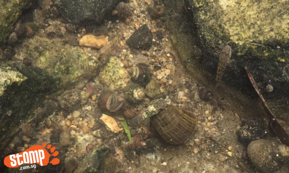 Eye test: How many fish can you see in this photo? | STOMP